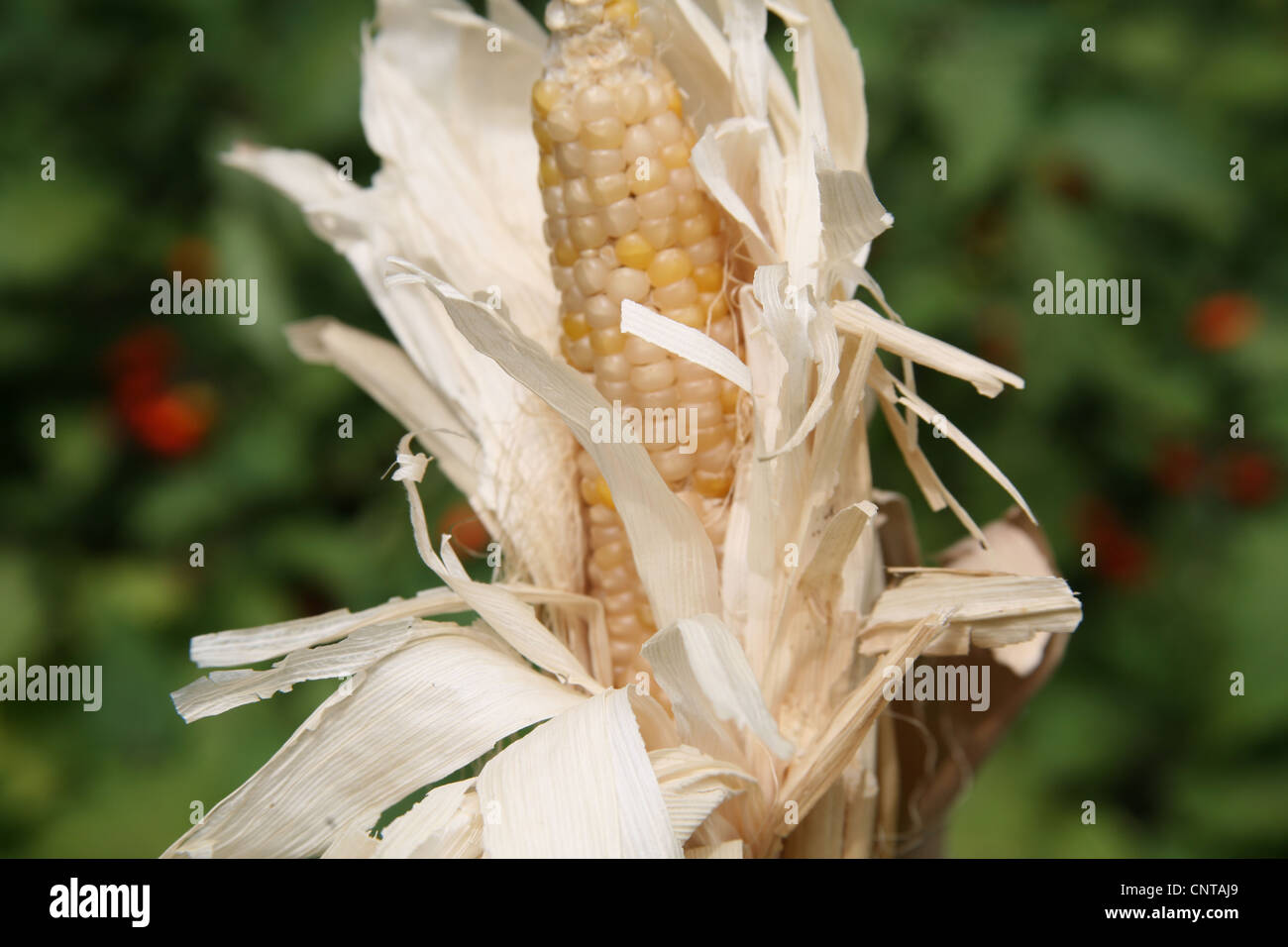 Corn head growing Stock Photo - Alamy