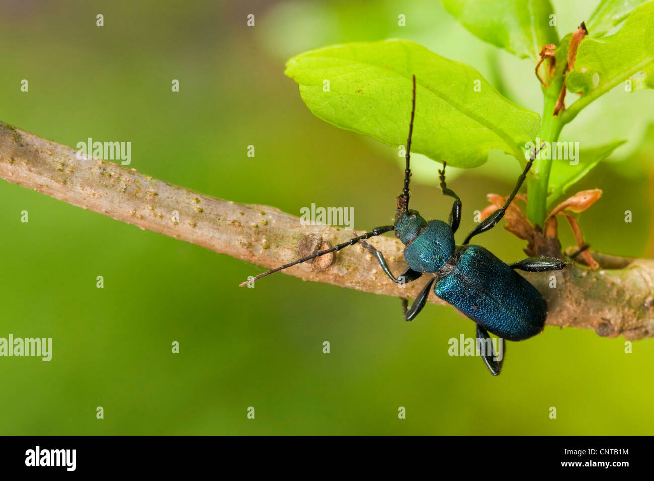 violet tanbark beetle (Callidium violaceum), sitting on a twig, Germany ...