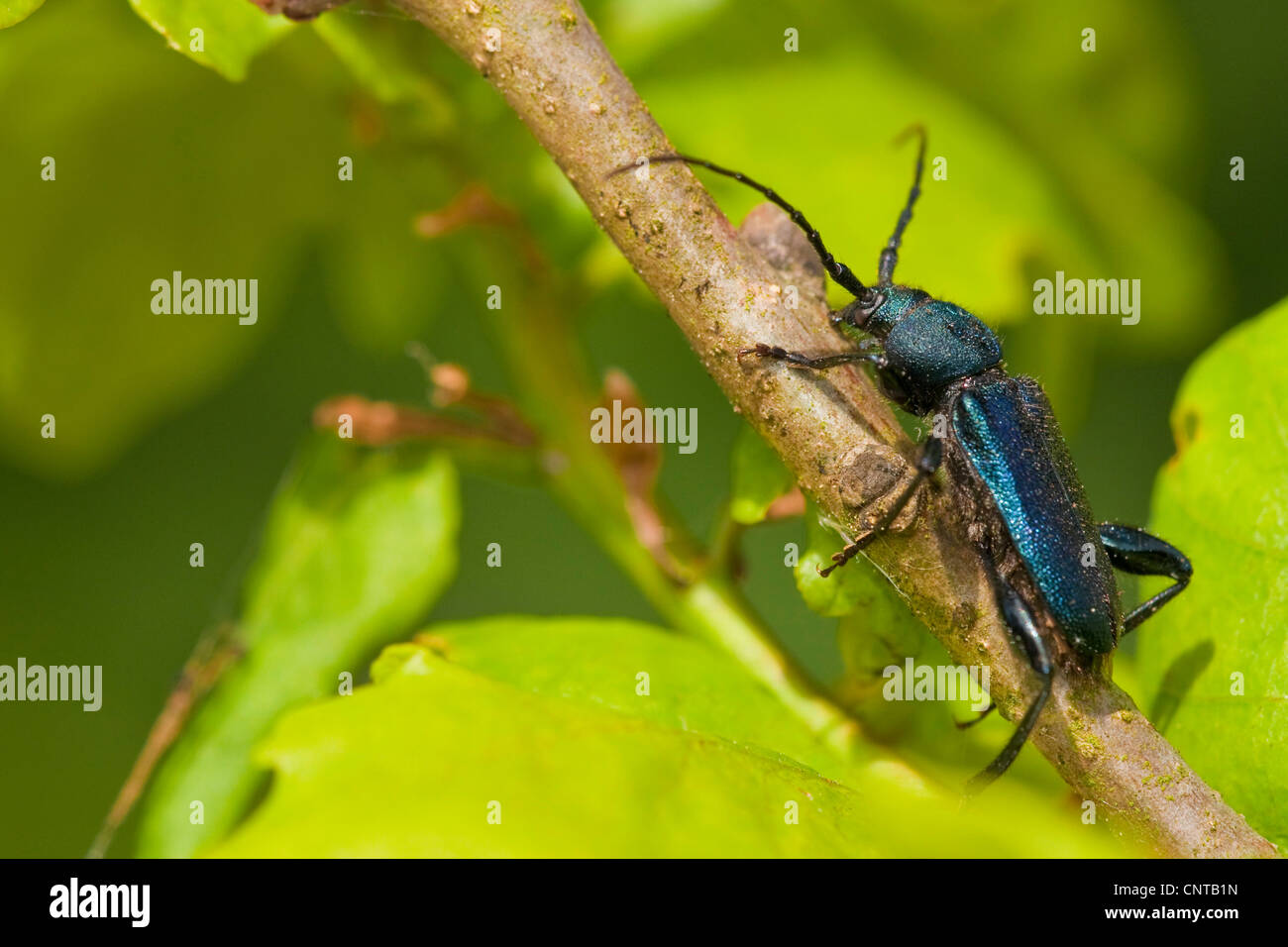 violet tanbark beetle (Callidium violaceum), sitting on a twig, Germany ...