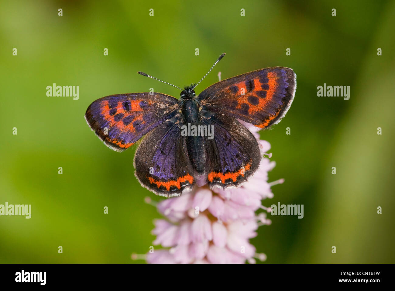 Lycaena helle (Lycaena helle), male sitting on the inflorescence of ...