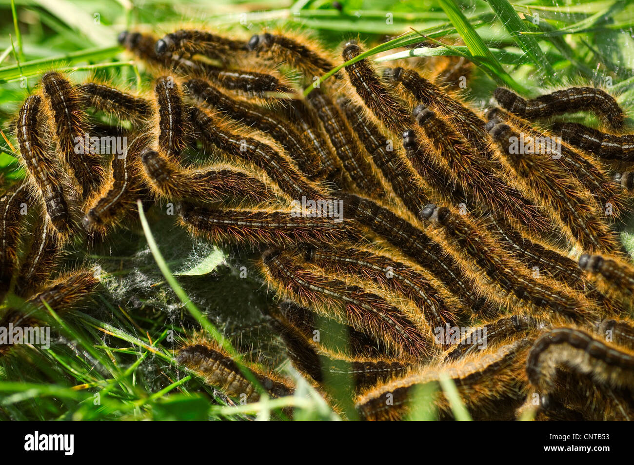 Pine processionary moth (Thaumetopoea pityocampa), caterpillars, France ...