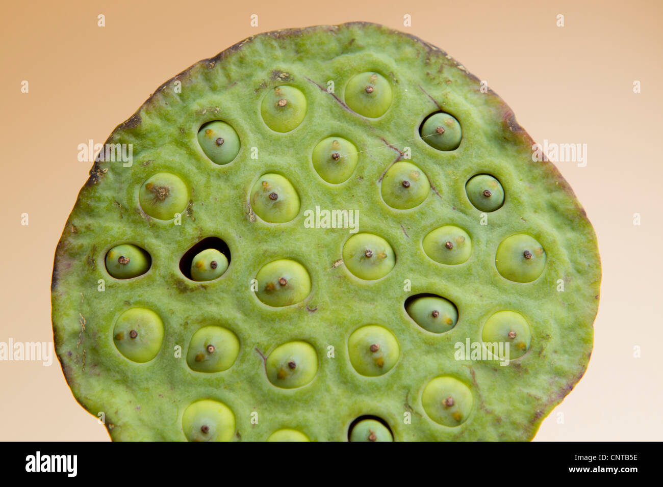 Lotus seed pod hi-res stock photography and images - Alamy