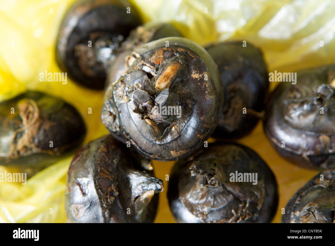 Raw water chestnuts hi-res stock photography and images - Alamy