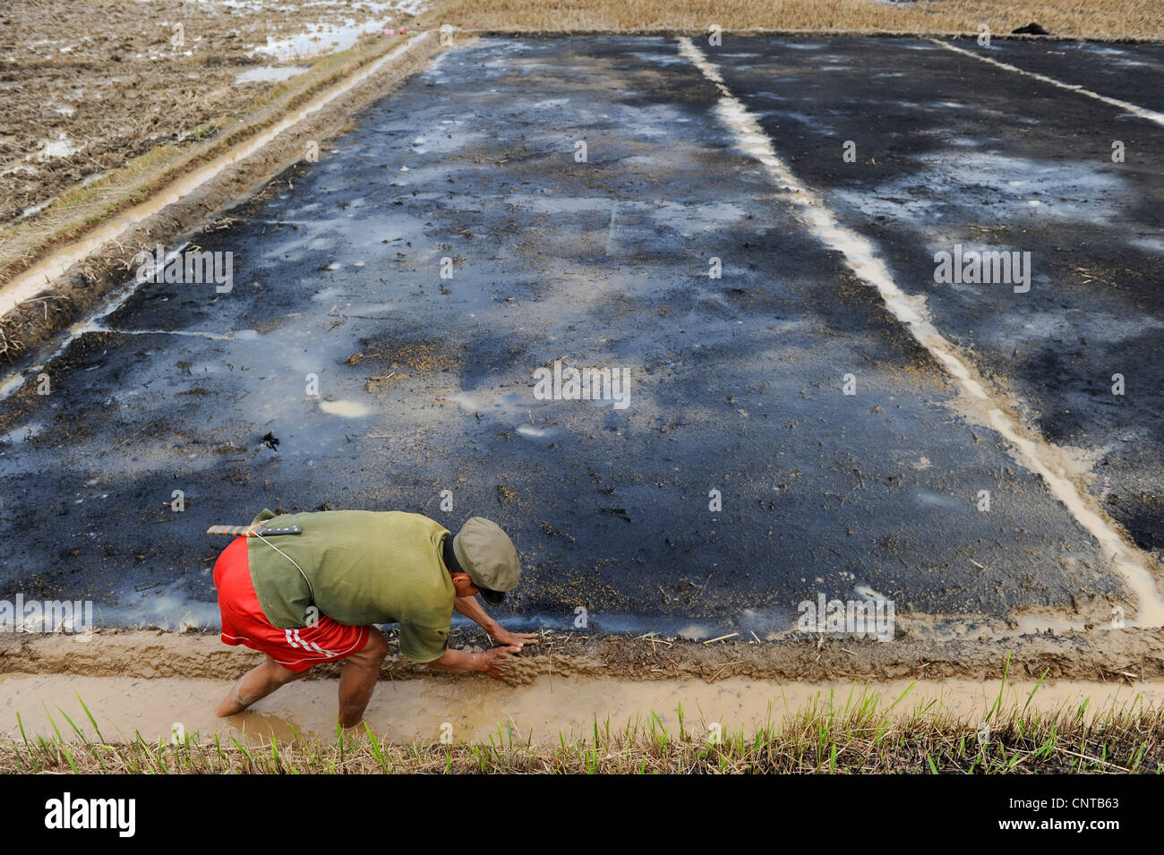 Laos, Dist. Vientiane, rice farming , soil preparation using ash as ...