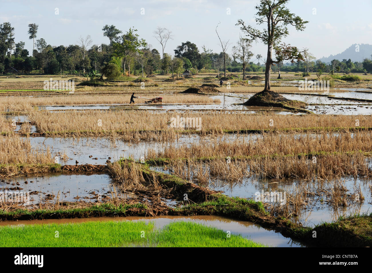 Laos, Dist. Sang Thong, rice farming , plowing rice field with hand ...