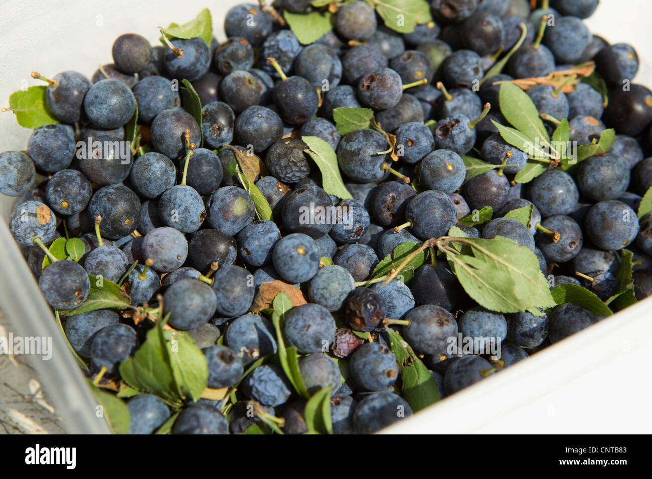 Fresh ripe plums Stock Photo - Alamy