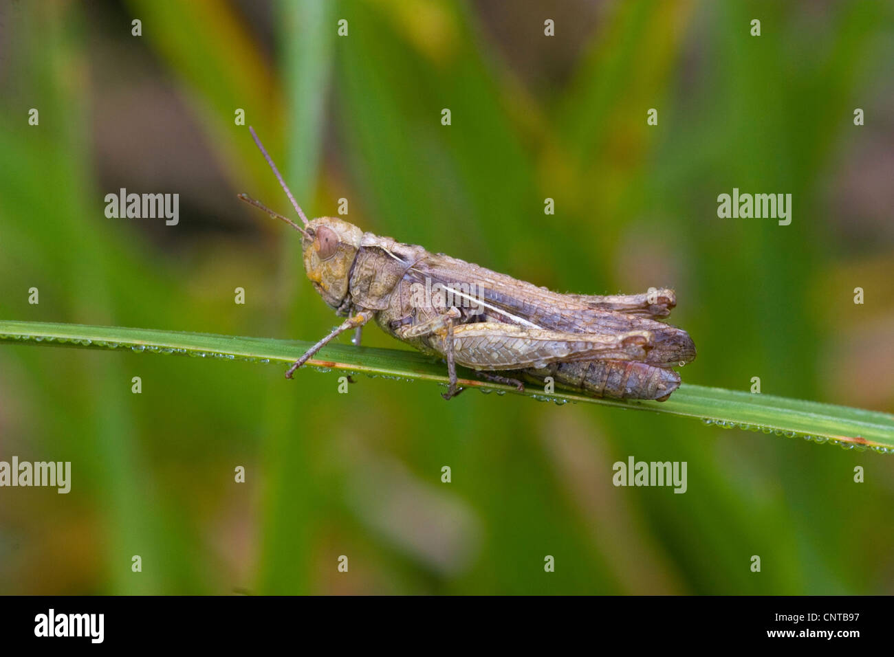 grasshopper sitting on a grassblade, Germany Stock Photo - Alamy