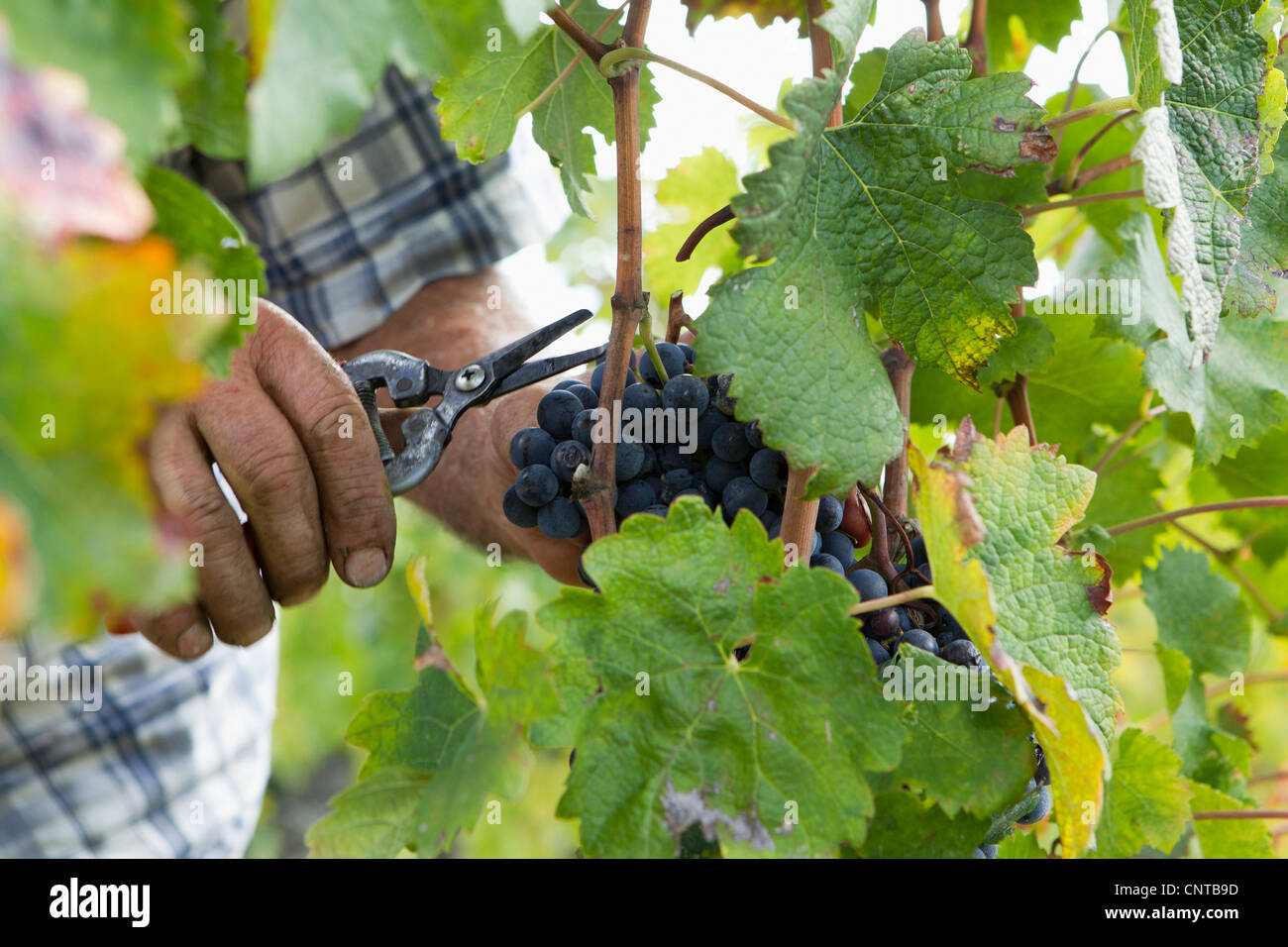 Grapes harvests hi-res stock photography and images - Alamy