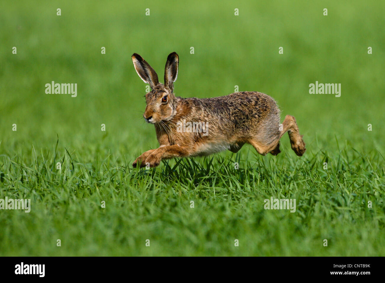 European hare (Lepus europaeus), running over the meadow, Germany Stock ...