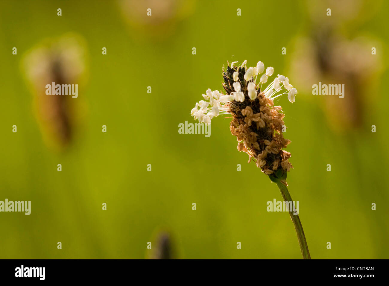 buckhorn plantain, English plantain, ribwort plantain, rib grass ...
