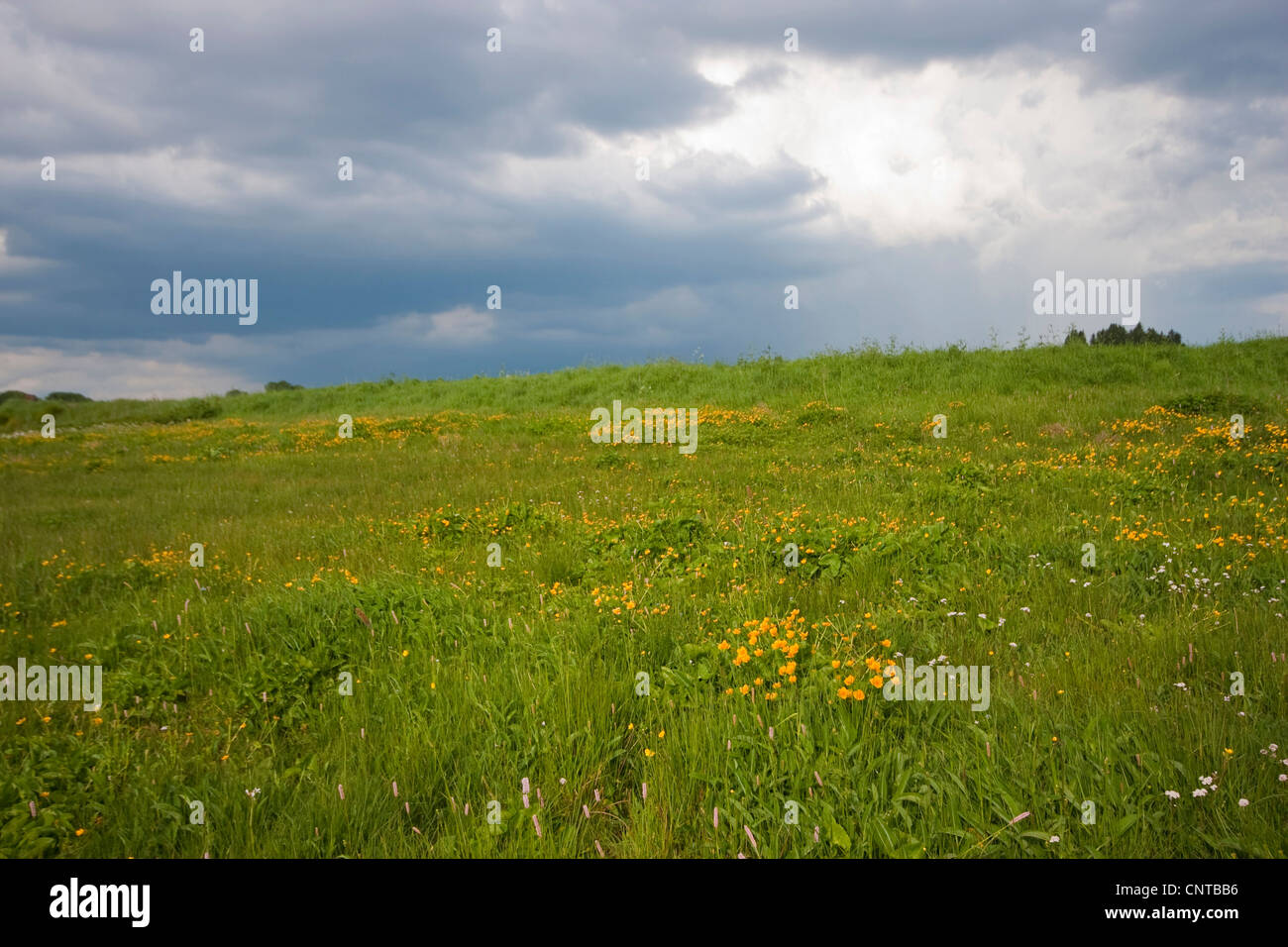 marsh marigold (Caltha palustris), blooming in a marsh meadow, Germany ...