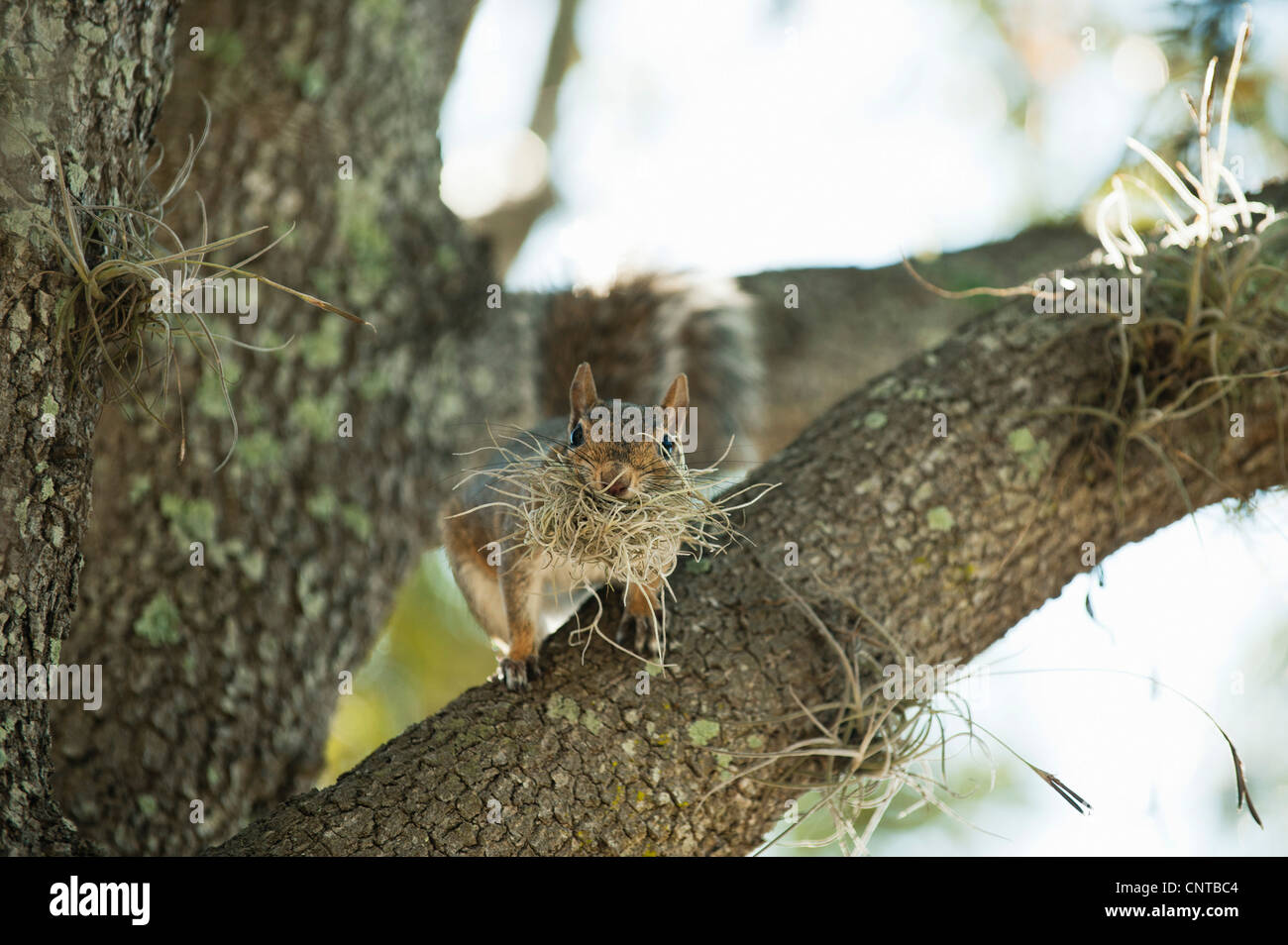 Squirrel in tree Stock Photo - Alamy