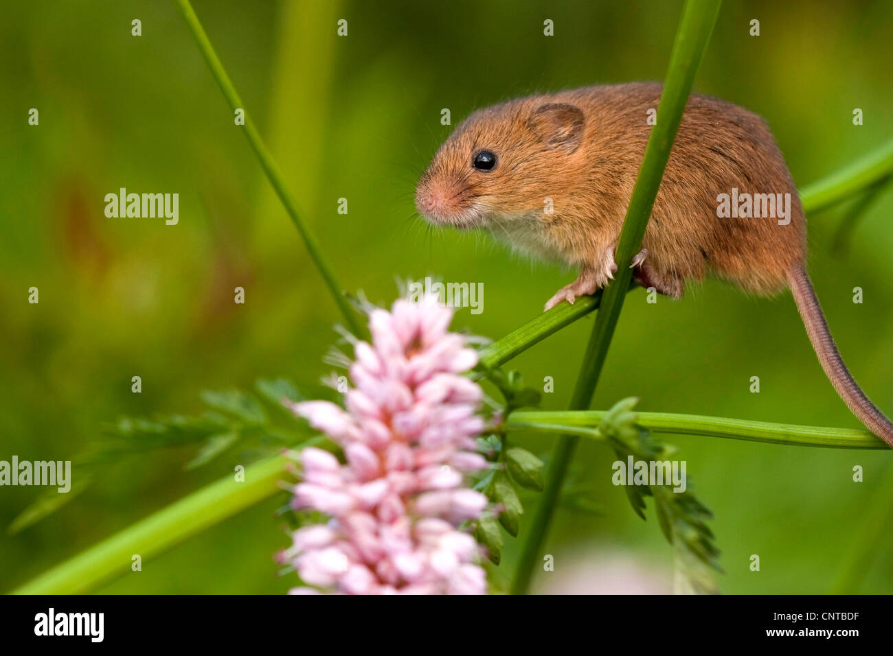 Old World harvest mouse (Micromys minutus), sitting on a sprout ...