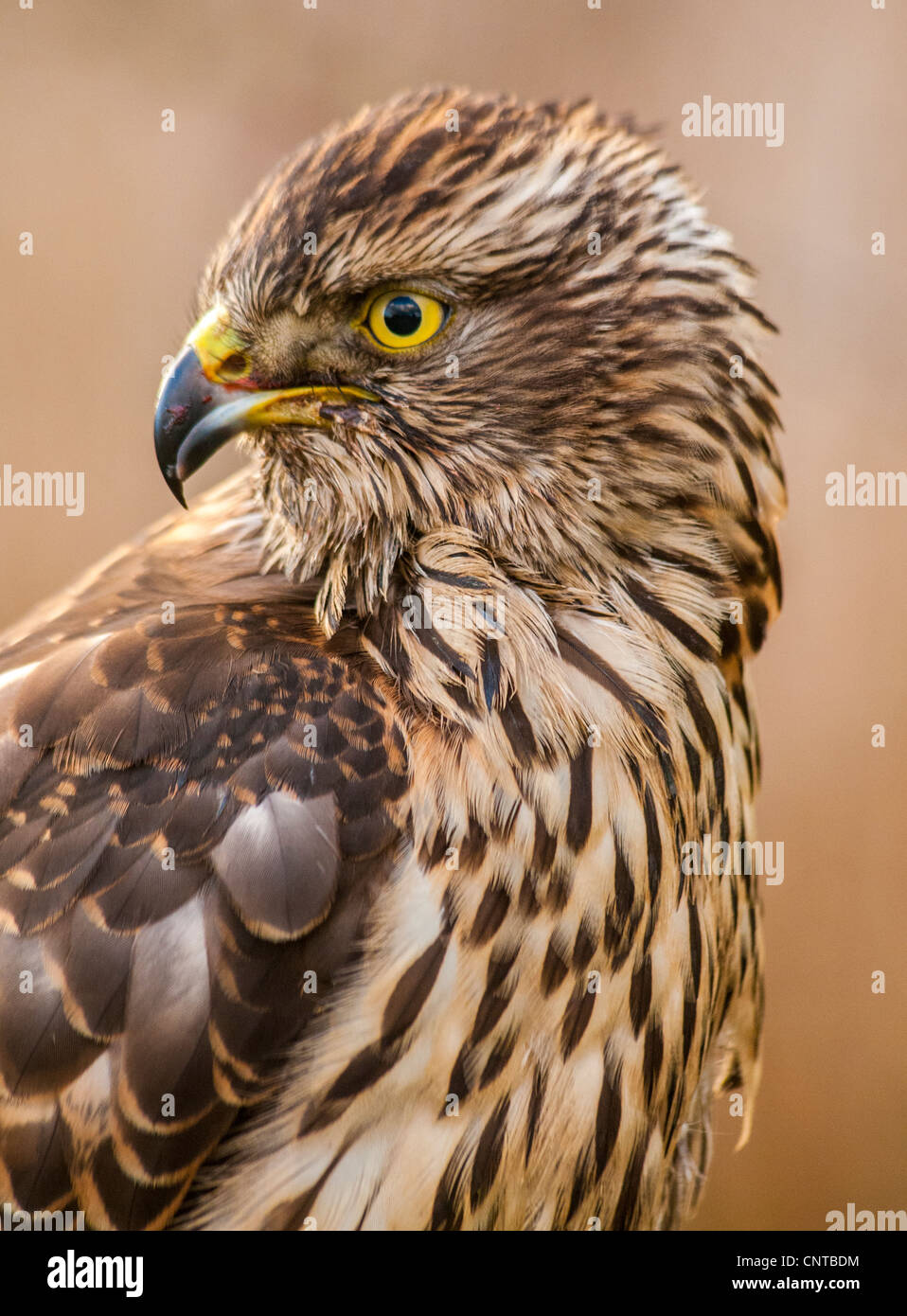 Bird falcon falconer falconry goshawk hawk hunting raptor uk bird hi ...