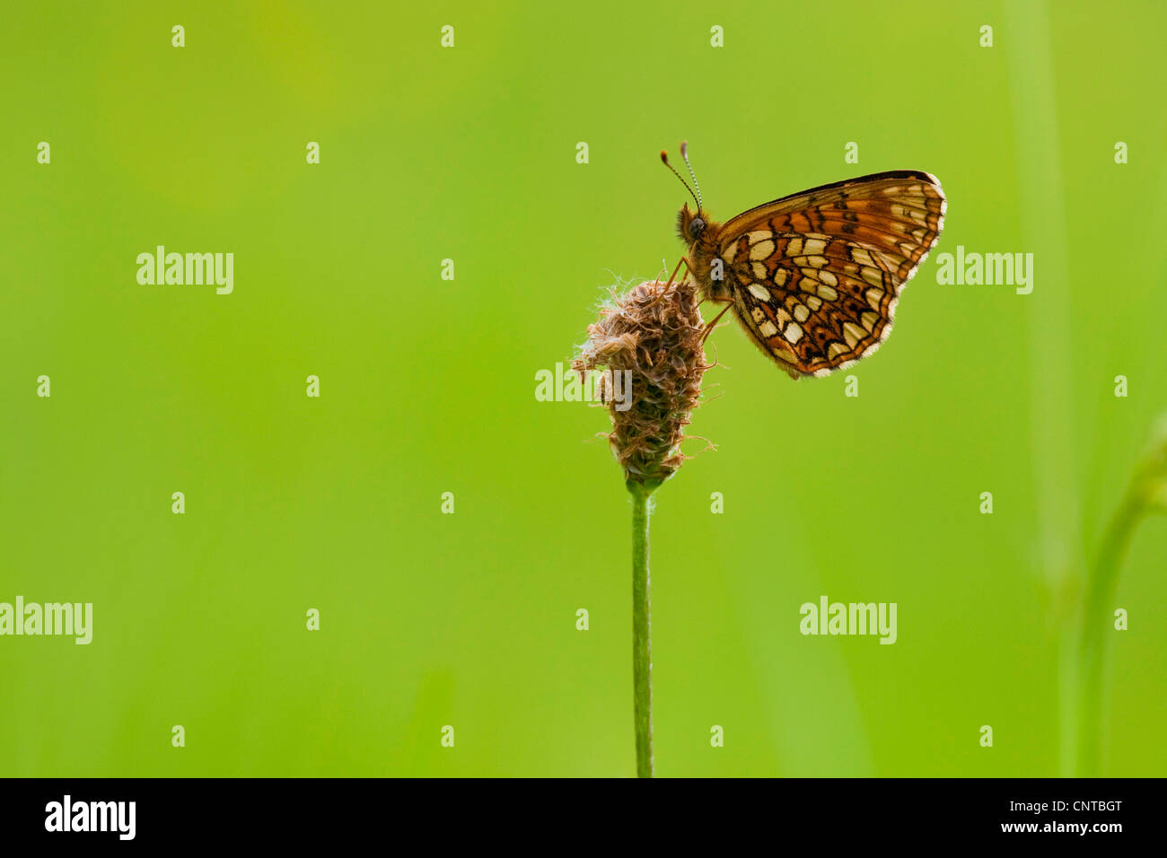 False plantain hi-res stock photography and images - Alamy