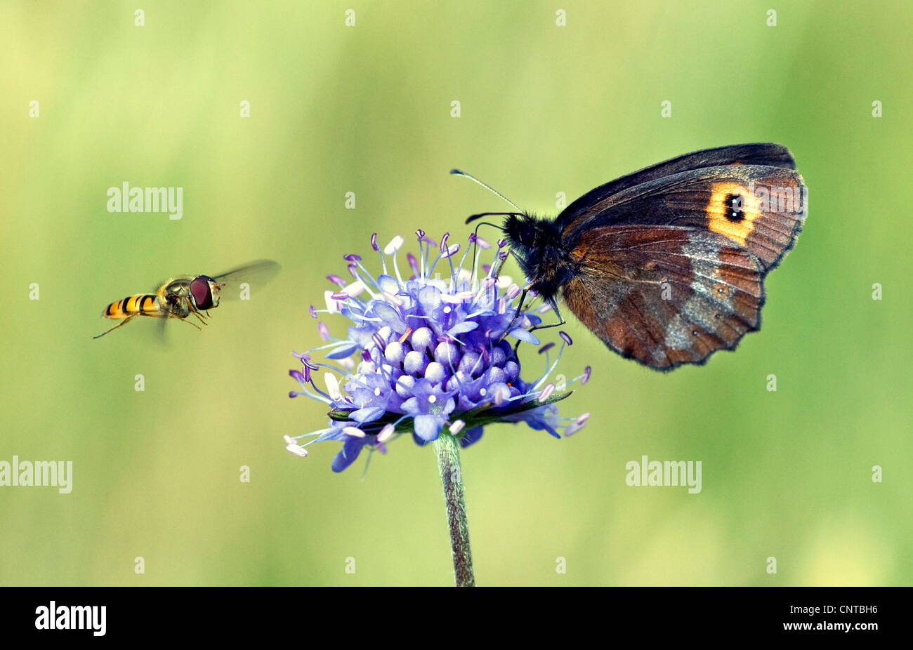 Scotch Argus Butterfly Uk High Resolution Stock Photography and Images ...