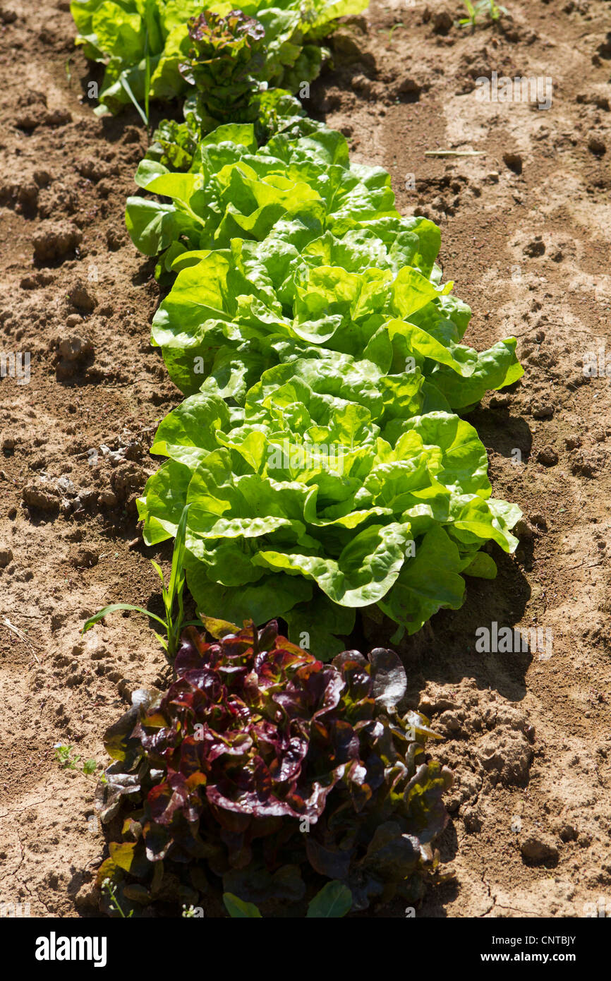 Lettuce growing in field Stock Photo - Alamy