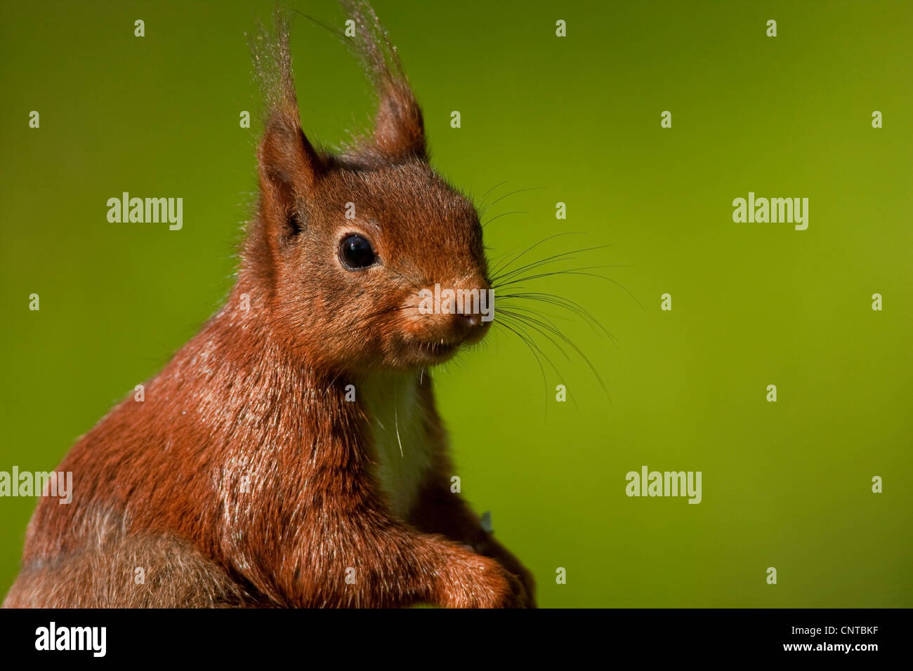 European red squirrel, Eurasian red squirrel (Sciurus vulgaris ...
