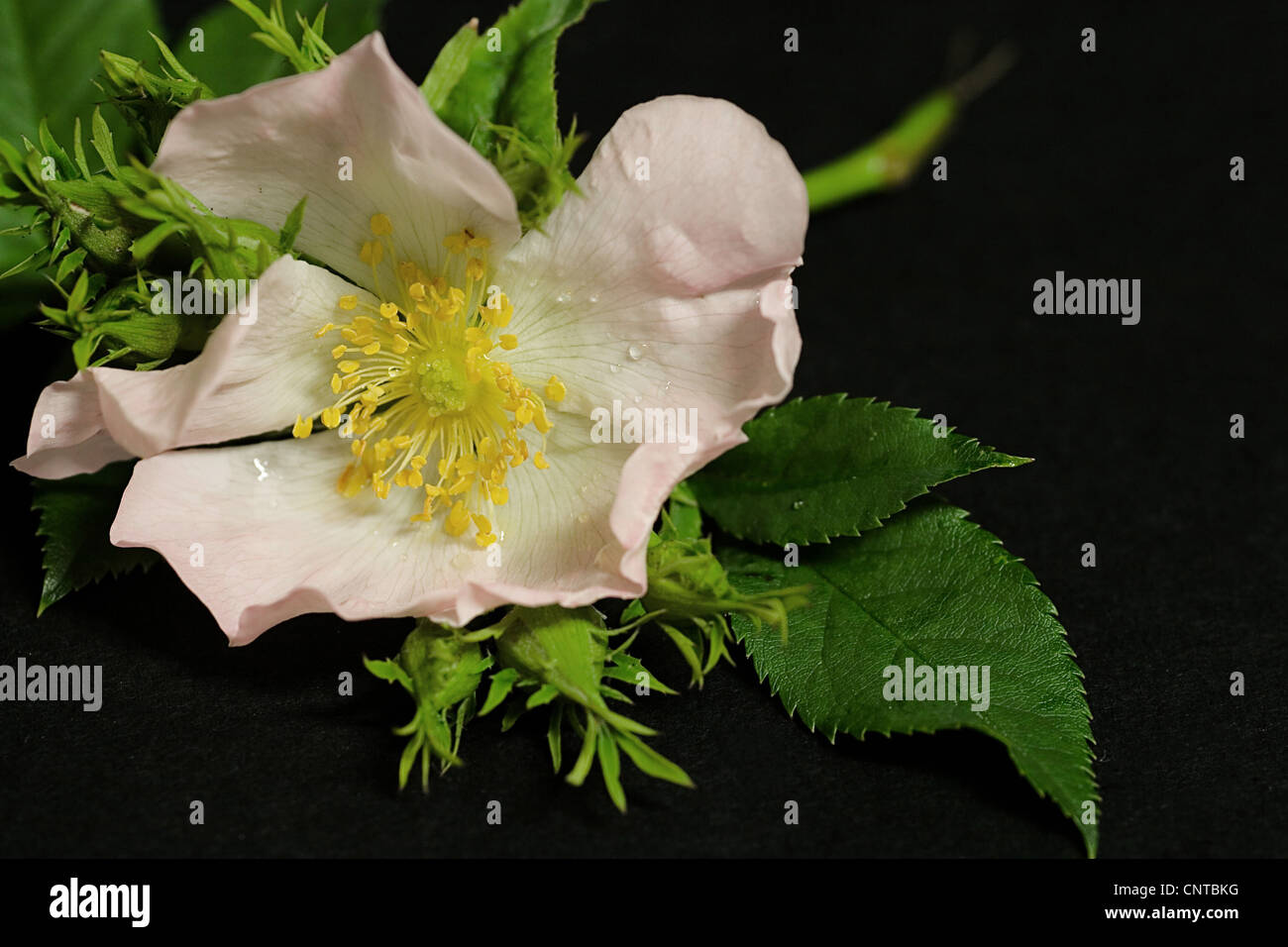 dog rose (Rosa canina), flower and leaf with black background Stock ...