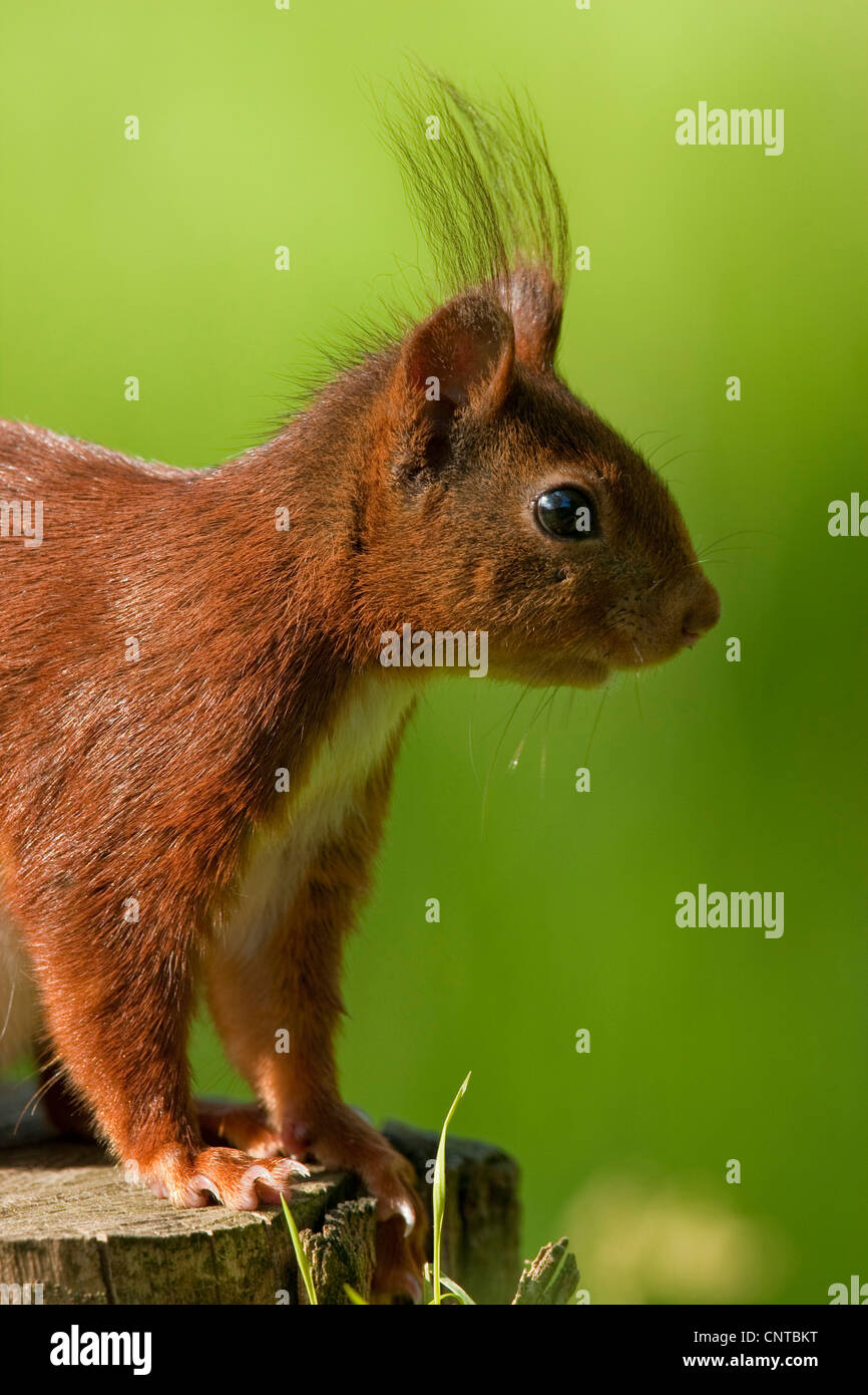 European red squirrel, Eurasian red squirrel (Sciurus vulgaris ...