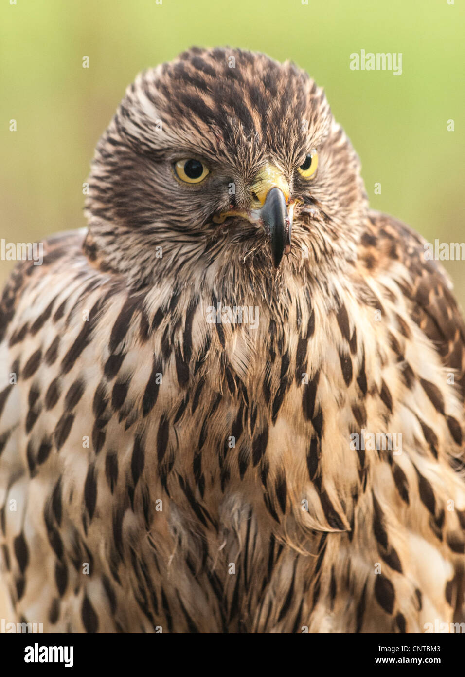 Bird falcon falconer falconry goshawk hawk hunting raptor uk bird hi ...