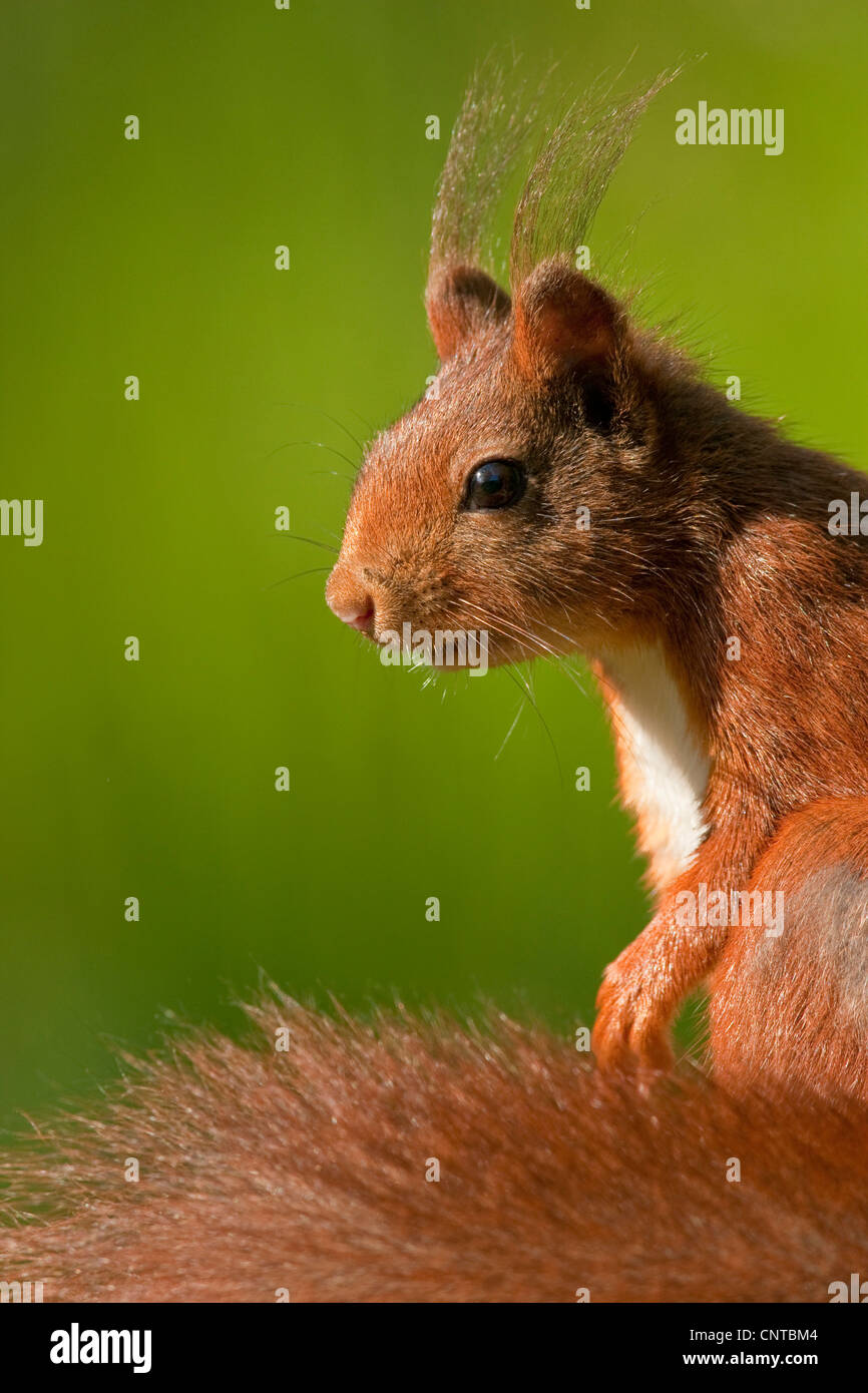 European red squirrel, Eurasian red squirrel (Sciurus vulgaris ...
