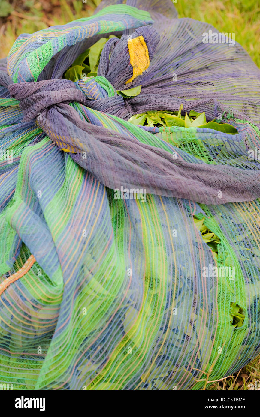 Tea leaves in mesh bag during harvest Stock Photo - Alamy