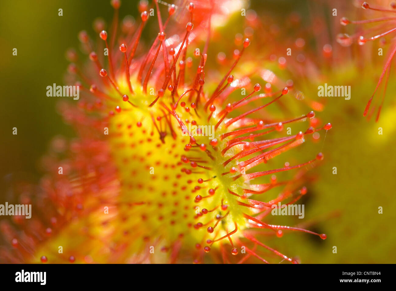Roundleaf sundews hi-res stock photography and images - Alamy