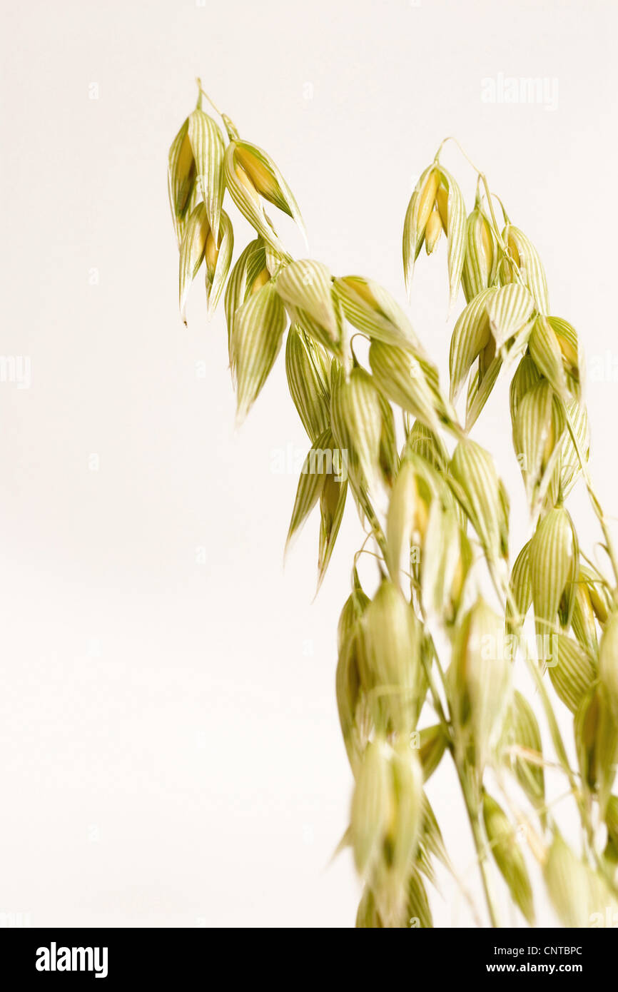 cultivated oat, common oat (Avena sativa), fruits Stock Photo - Alamy