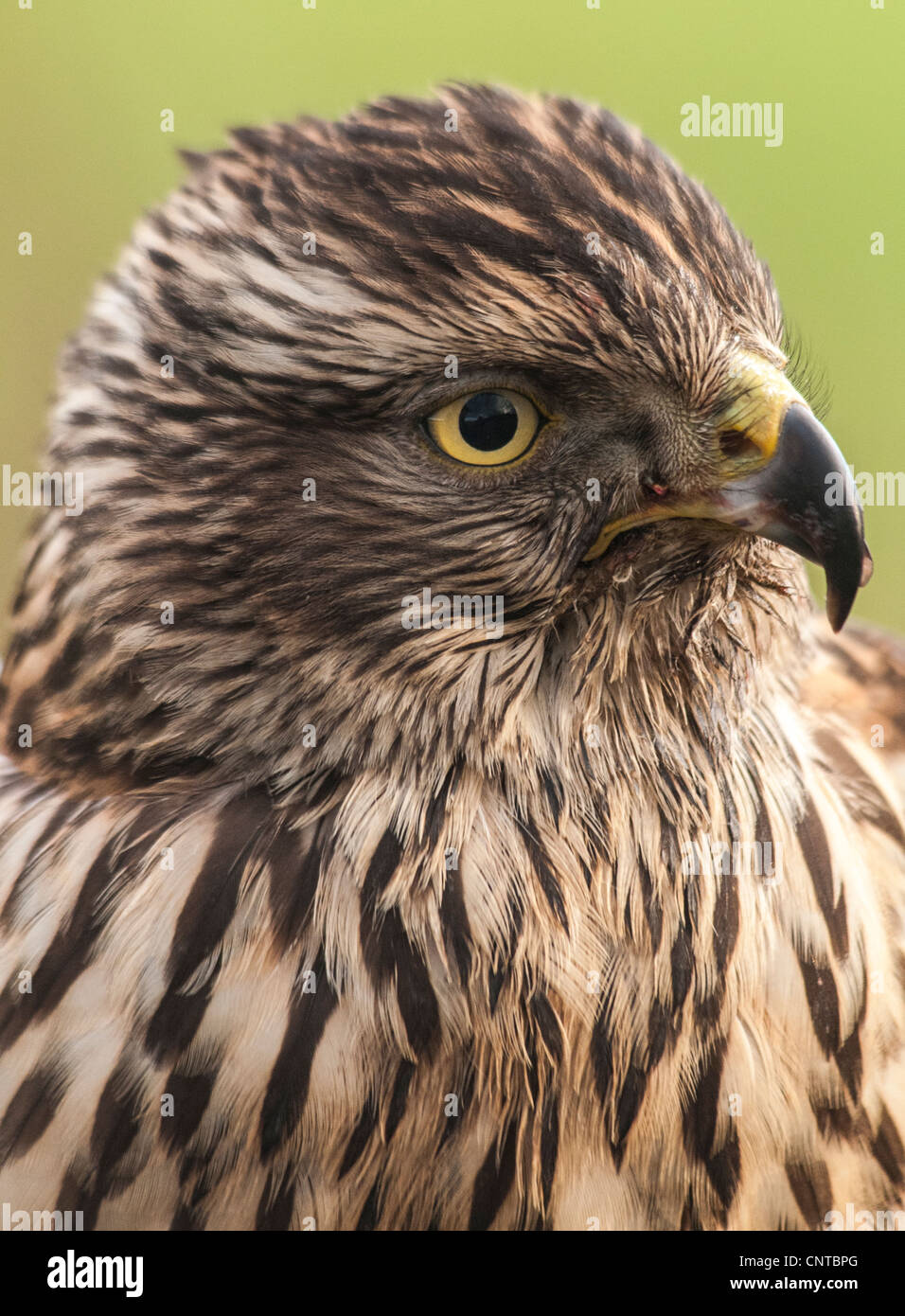 Goshawk uk hi-res stock photography and images - Alamy