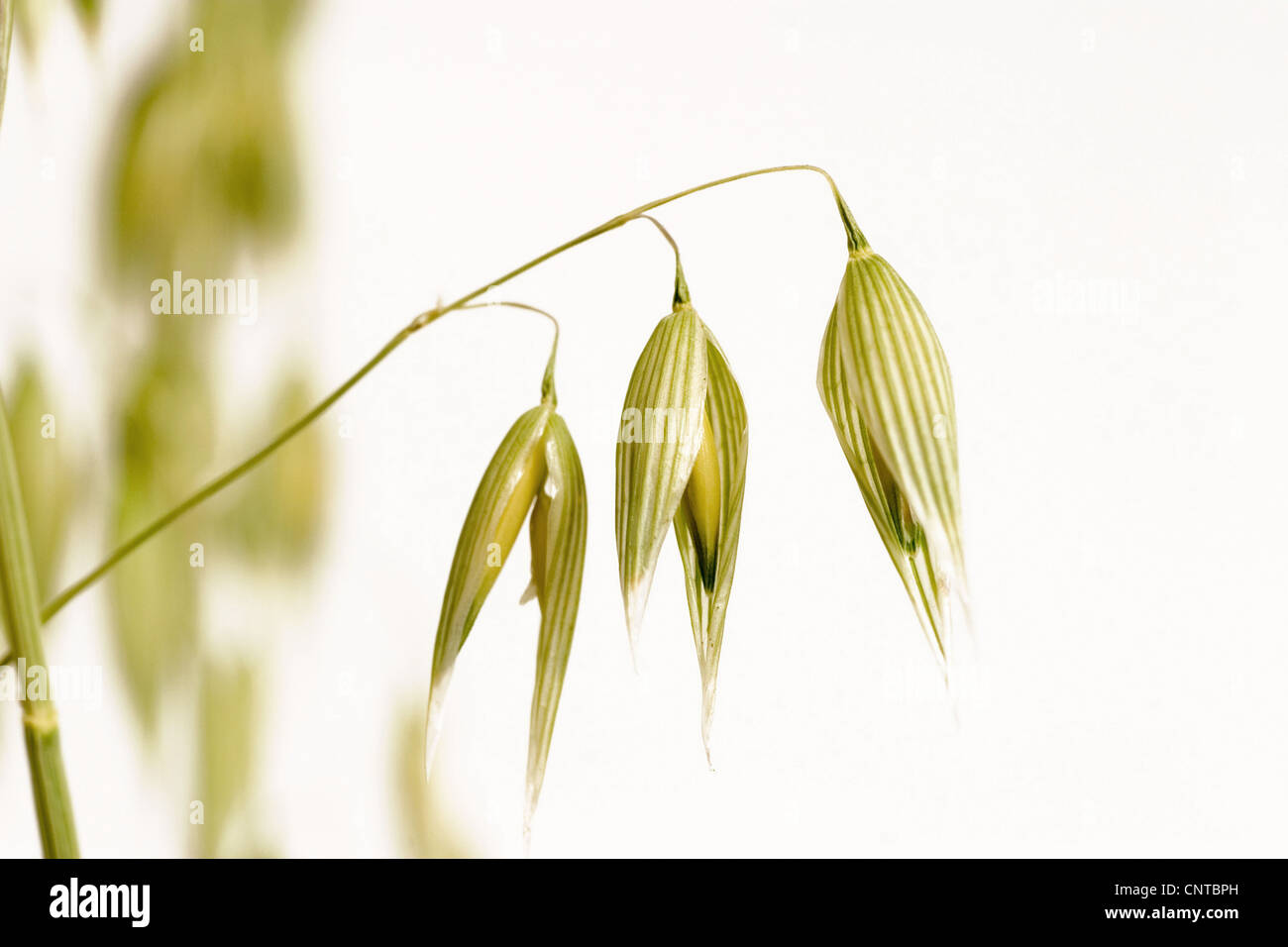 cultivated oat, common oat (Avena sativa), fruits Stock Photo - Alamy