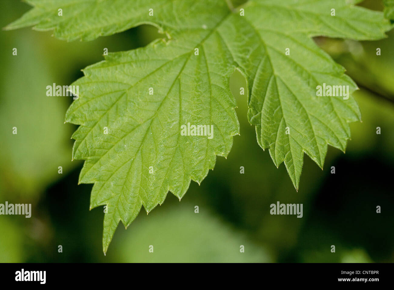 common hop (Humulus lupulus), hop leaf, detail Stock Photo - Alamy