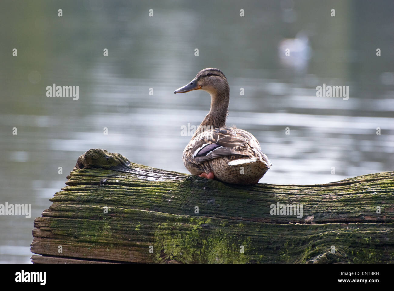 Female mallard duck sitting Stock Photo - Alamy