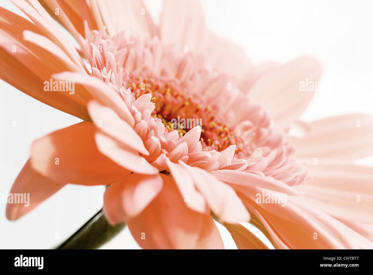 Side View Orange Gerbera Daisy High Resolution Stock Photography and ...