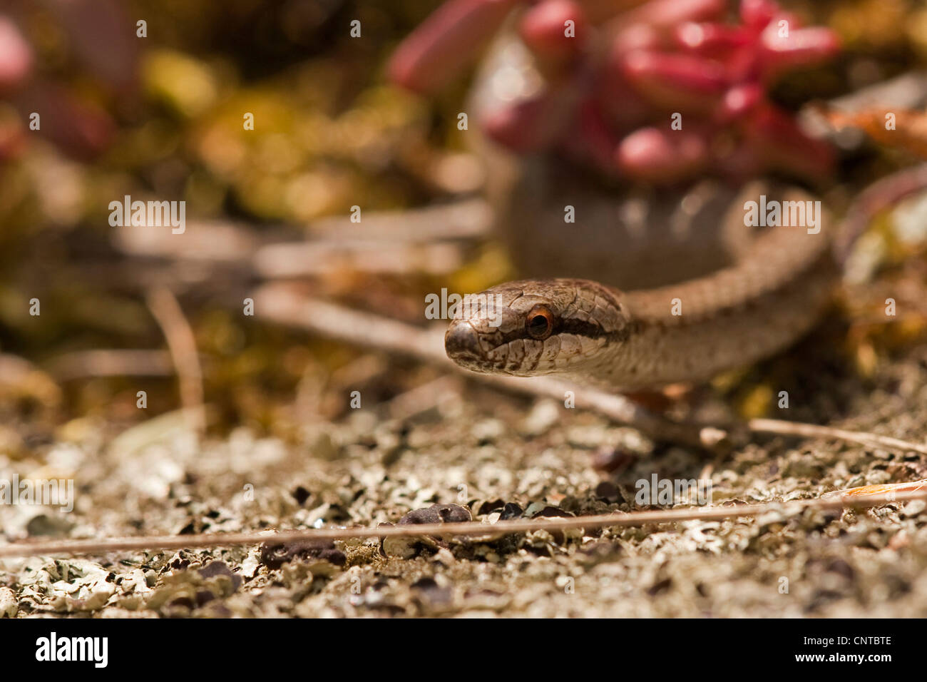 Coronella austriaca germany hi-res stock photography and images - Alamy
