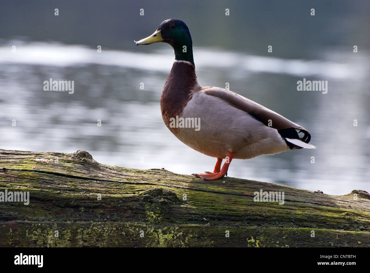 Male mallard duck Stock Photo - Alamy