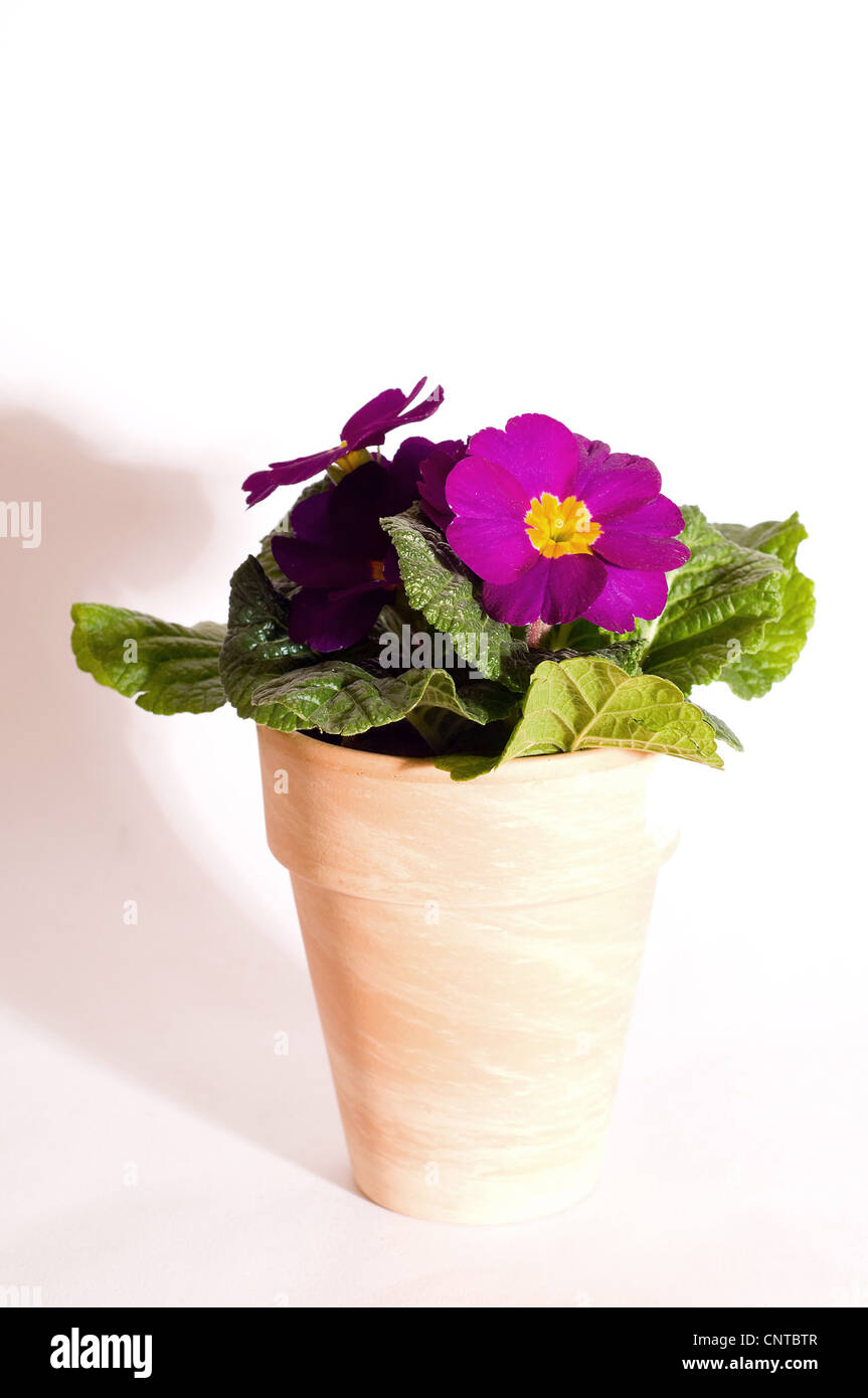 Primrose in pot High Resolution Stock Photography and Images - Alamy