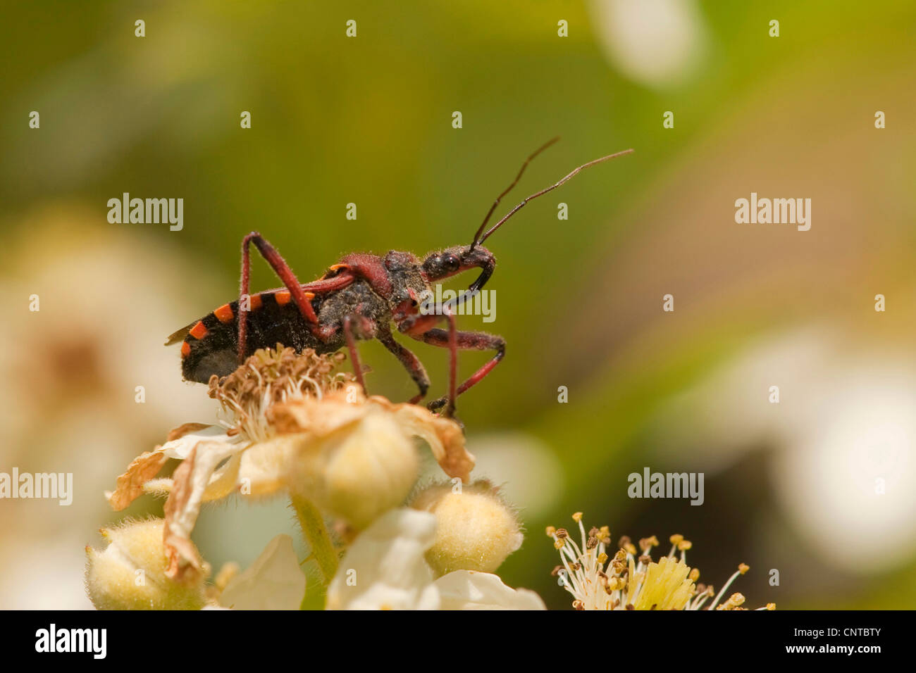 Rhynocoris High Resolution Stock Photography and Images - Alamy