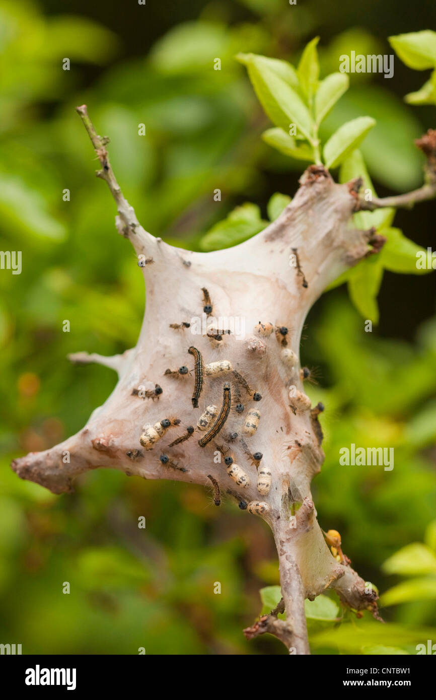 Common lackeys hi-res stock photography and images - Alamy