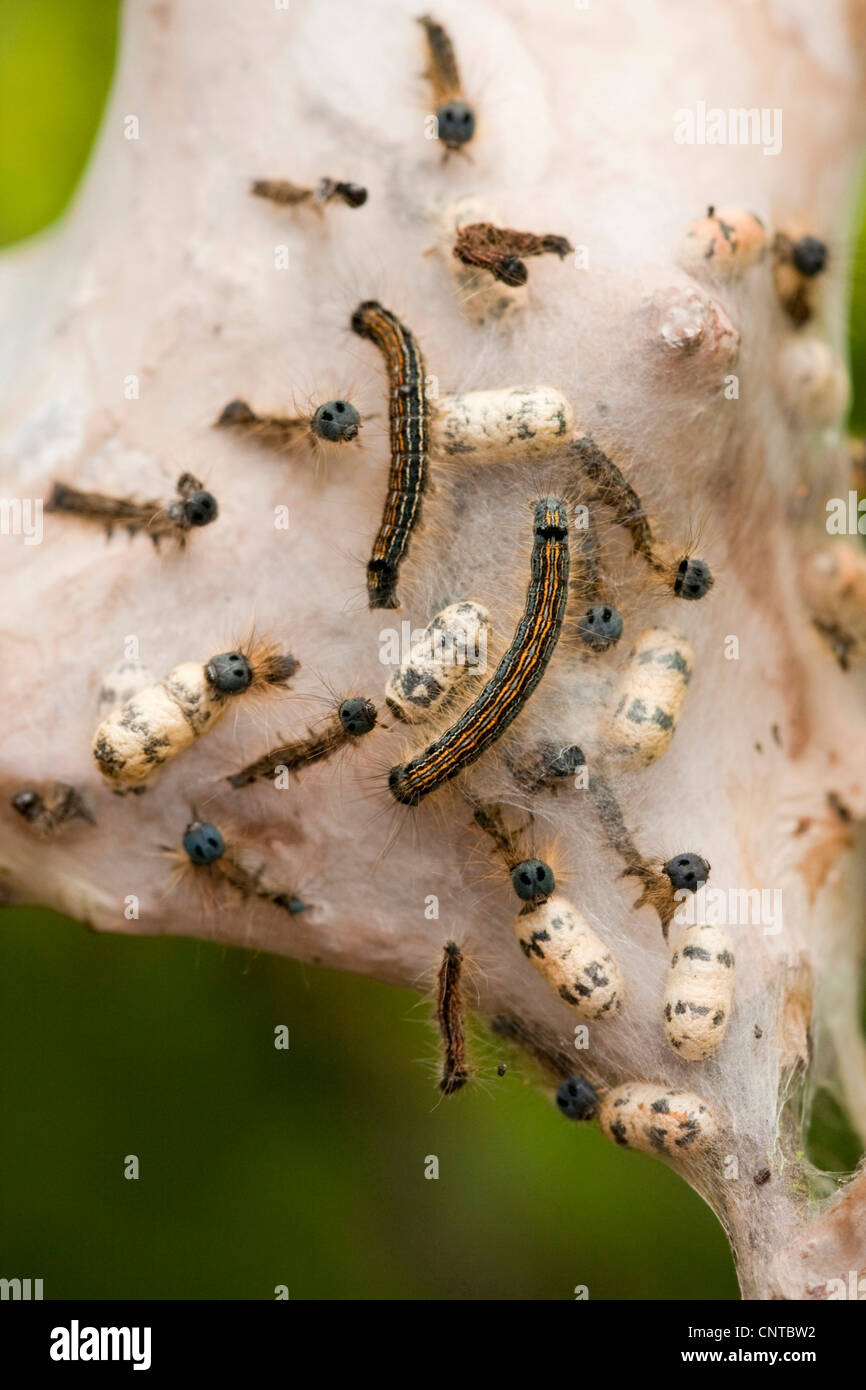 lackey, European lackey moth, common lackey (Malacosoma neustria ...