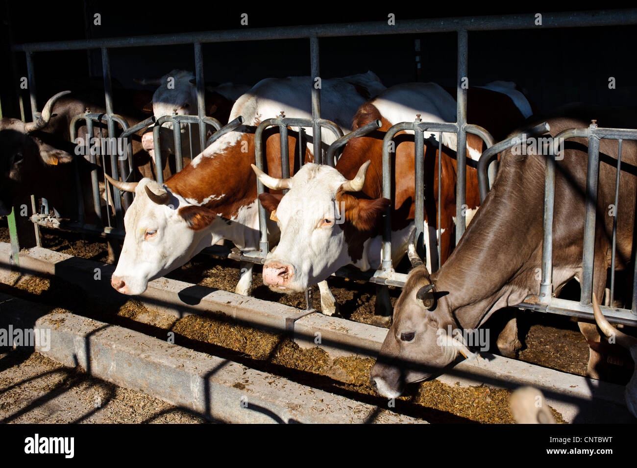 Farm cheese hi-res stock photography and images - Alamy