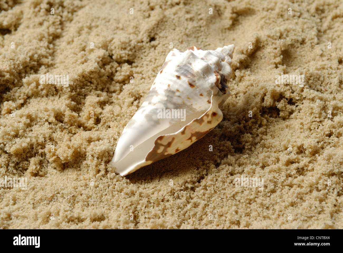 Composition with sea shell in the sand Stock Photo - Alamy