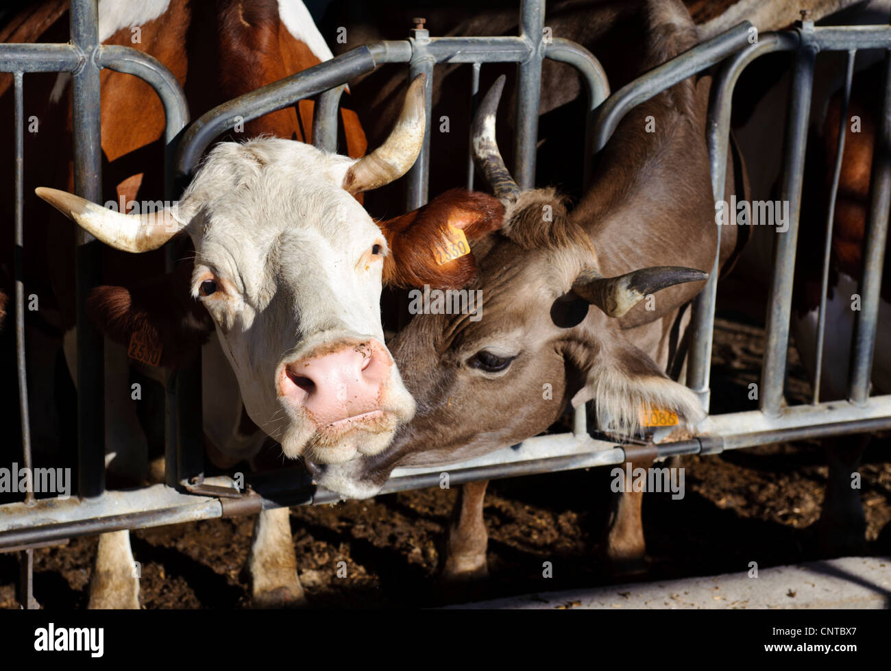Organic dairy farm cheese farm south of Toulousse France with cattle ...