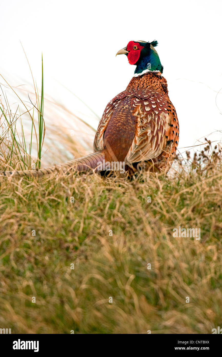 common pheasant, Caucasus Pheasant, Caucasian Pheasant (Phasianus ...