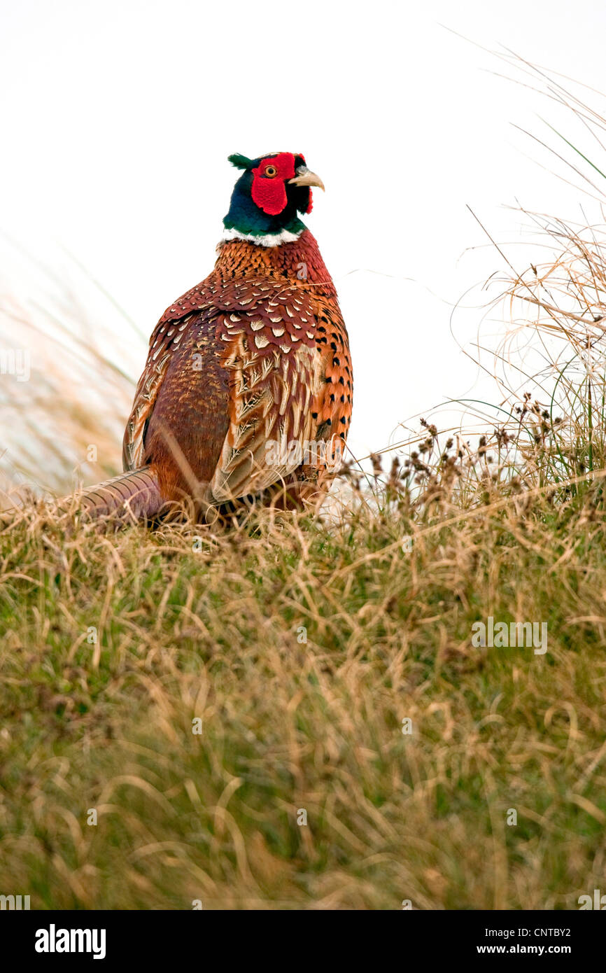common pheasant, Caucasus Pheasant, Caucasian Pheasant (Phasianus ...