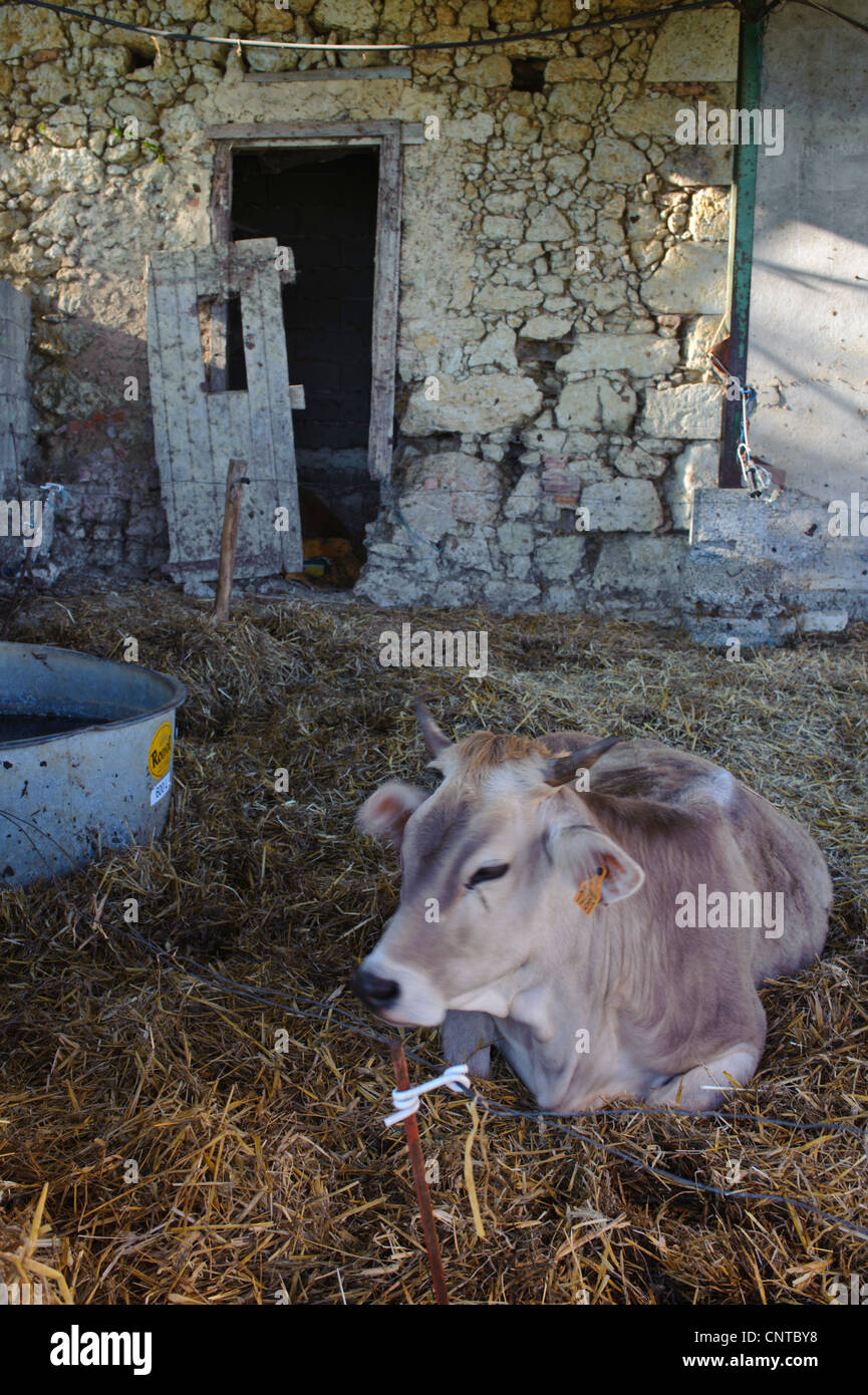 Organic dairy farm cheese farm south of Toulousse France with cattle ...