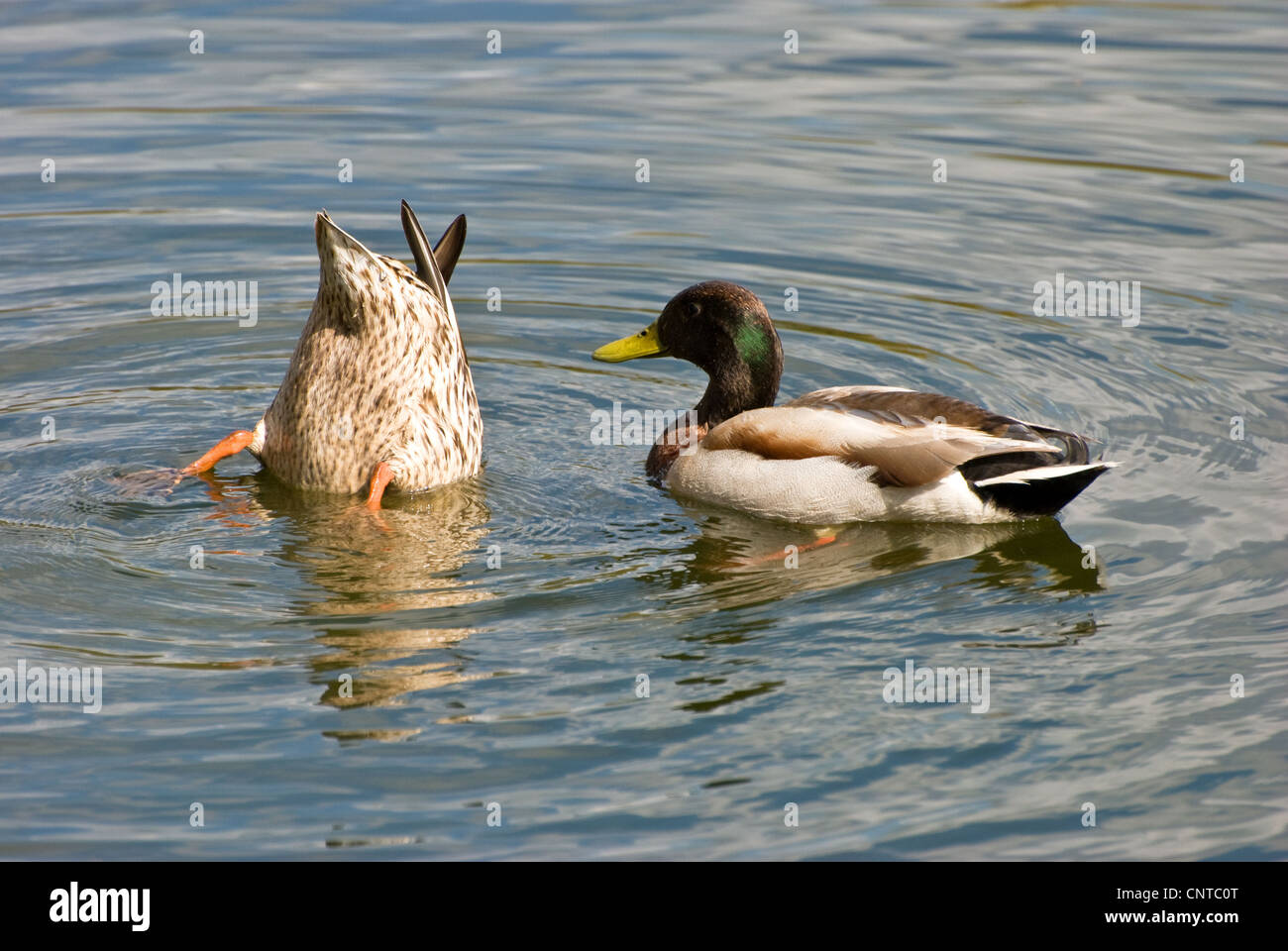 Two mallard ducks Stock Photo - Alamy