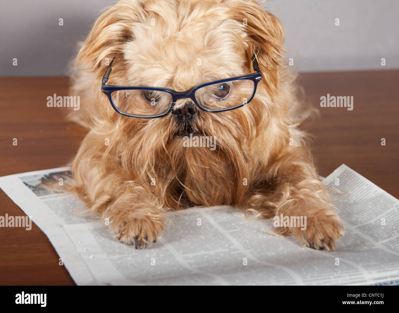 Dog reading newspaper hi-res stock photography and images - Alamy