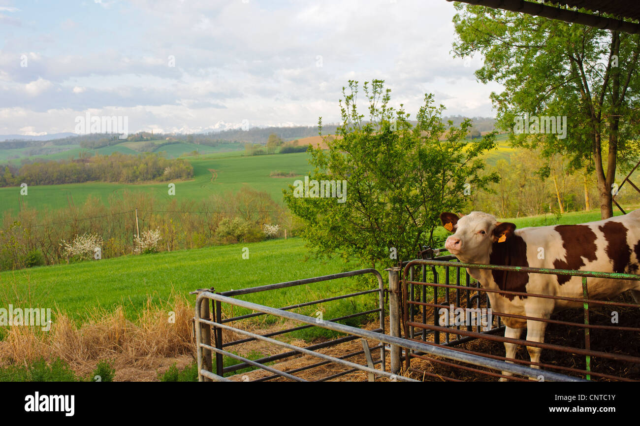 Organic dairy farm cheese farm south of Toulousse France with cattle ...