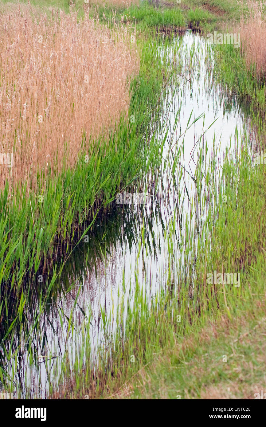Reed bed zone hi-res stock photography and images - Alamy